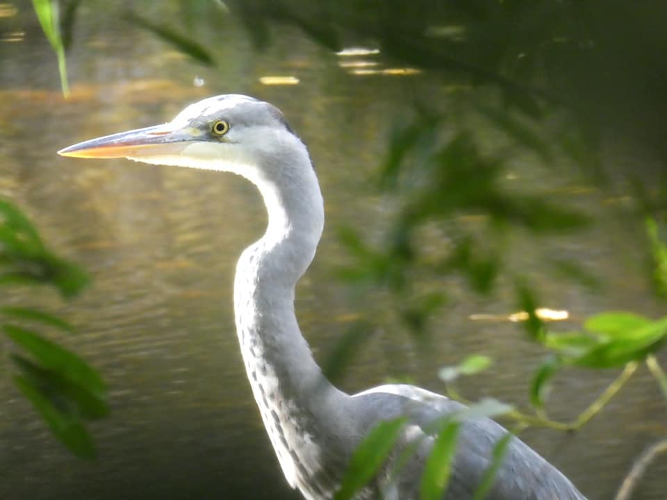 Fens Pools and Buckpool Local Nature Reserve | Dudley CI